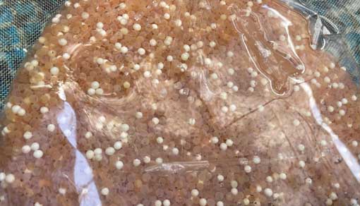 2022年度----KenCube養鱒場